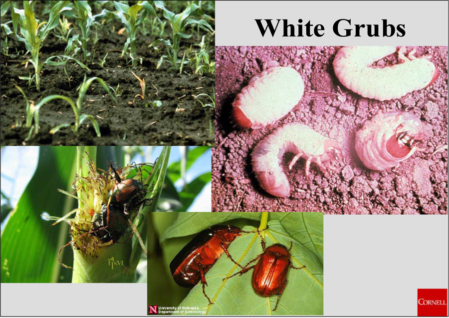 Certified Crop Advisor study resources (Northeast region)